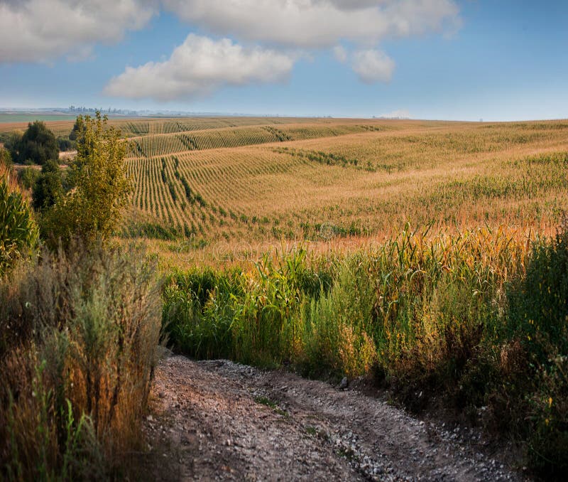 A Corn Field at Hills Under Blue Sky Stock Photo - Image of yellow ...