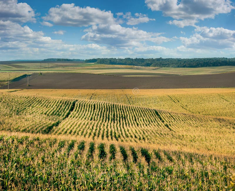 Corn Field on Hills Under Late Summer , Lines of Rows Stock Image ...