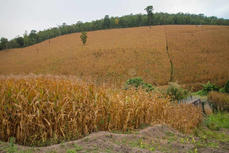The Corn field stock photo. Image of growth, healthy - 46825758