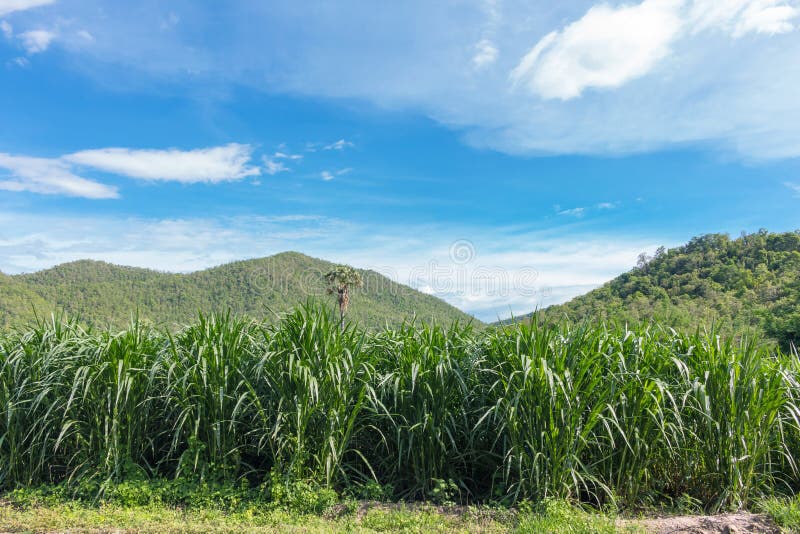 Corn Field on the Hillside in Mae Stock Photo - Image of hillside ...