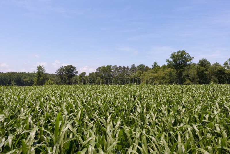 Corn Field Horizon stock image. Image of agriculture - 55949089