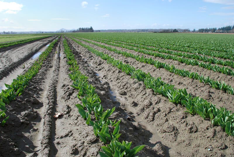 Corn Field - Horizontal stock image. Image of agriculture - 6063393