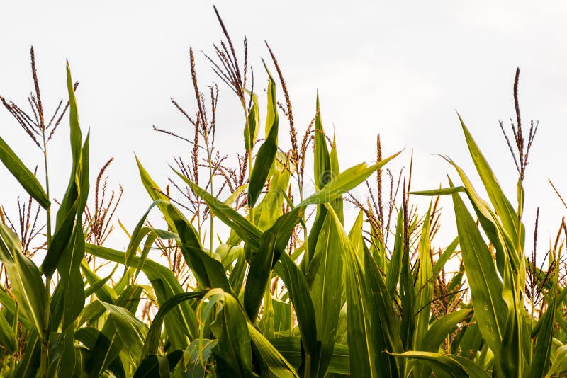 Corn on the field stock image. Image of plant, grass - 173824543