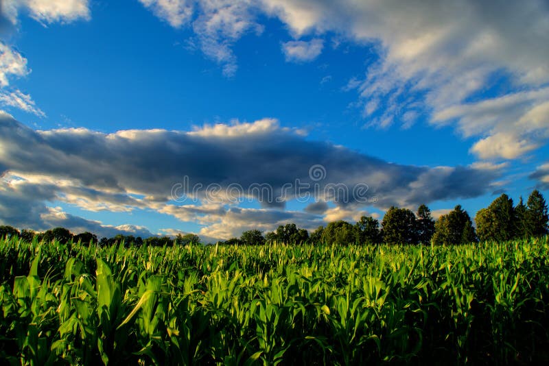 Corn Field on a Hot Summer Afternoon Stock Image - Image of sunny ...