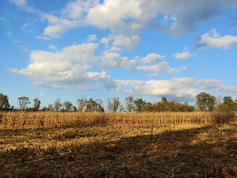 Corn field stock photo. Image of field, corn, rural - 137352678