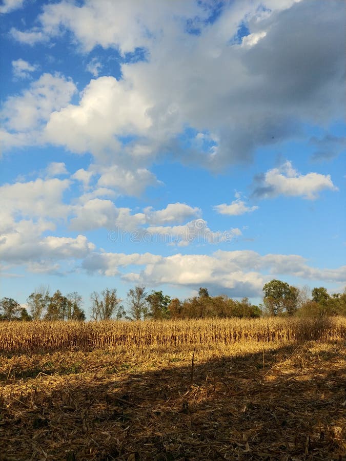Corn field stock image. Image of rural, county, field - 137352781