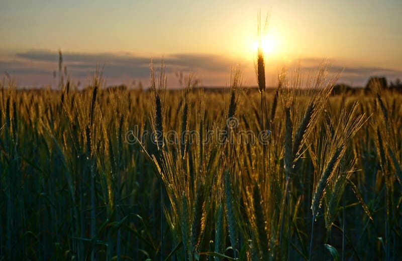 Corn Field Illuminated by Evening Sun at Sunset - Closeup View from ...