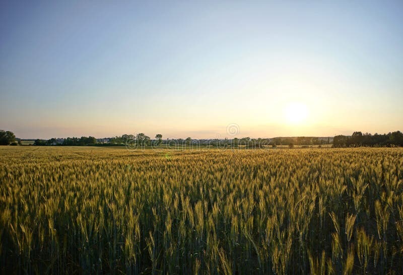 Corn Field Illuminated by Evening Sun at Sunset Stock Image - Image of ...