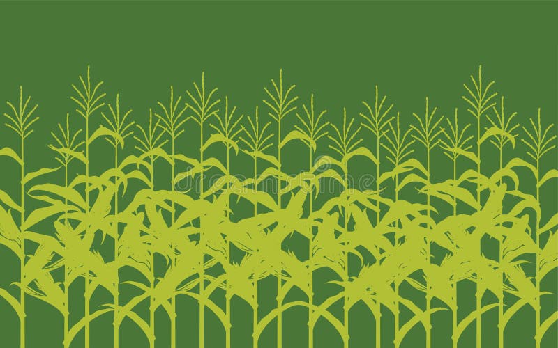 Corn field illustration stock vector. Illustration of crop - 315014301