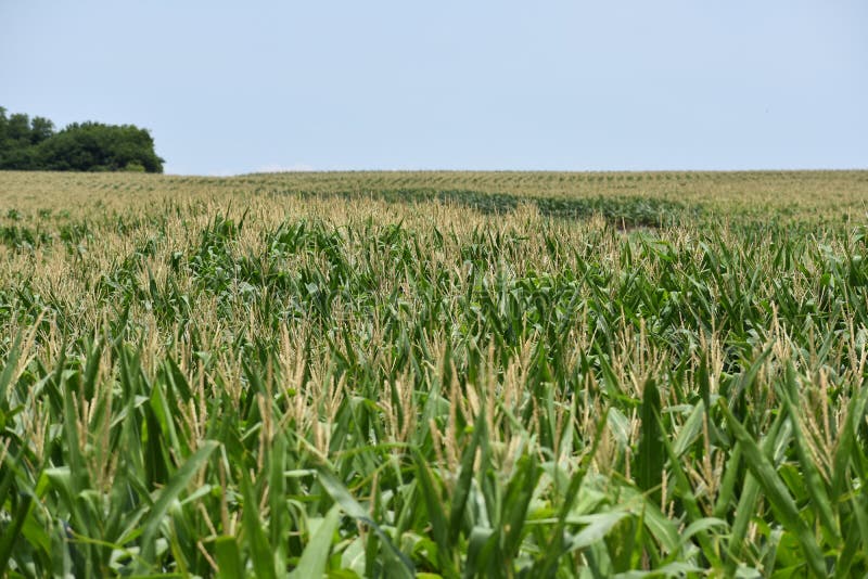 Corn field stock image. Image of rows, green, food, trees - 94348305
