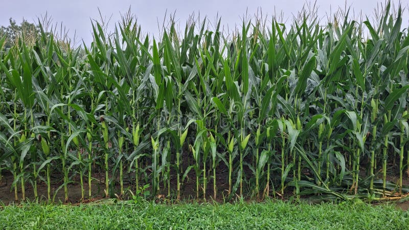Corn field in Indiana stock photo. Image of plantation - 389325204