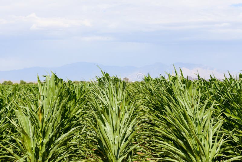 Corn field stock photo. Image of field, harvest, monocropping - 58035900