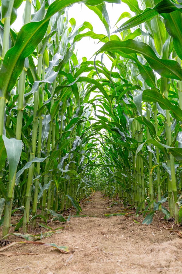 Inside a corn field stock image. Image of outdoors, amazing - 15745879