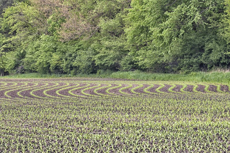 Corn Field, Iowa, USA stock image. Image of agriculture - 128207901