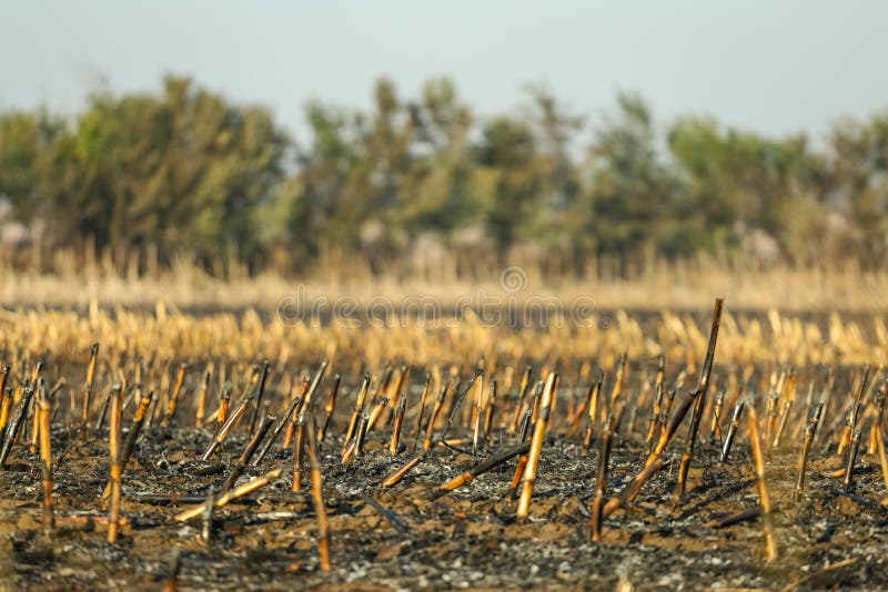 Corn Field after Irresponsibly Burnt , Destroyed and Turned To Ashes ...