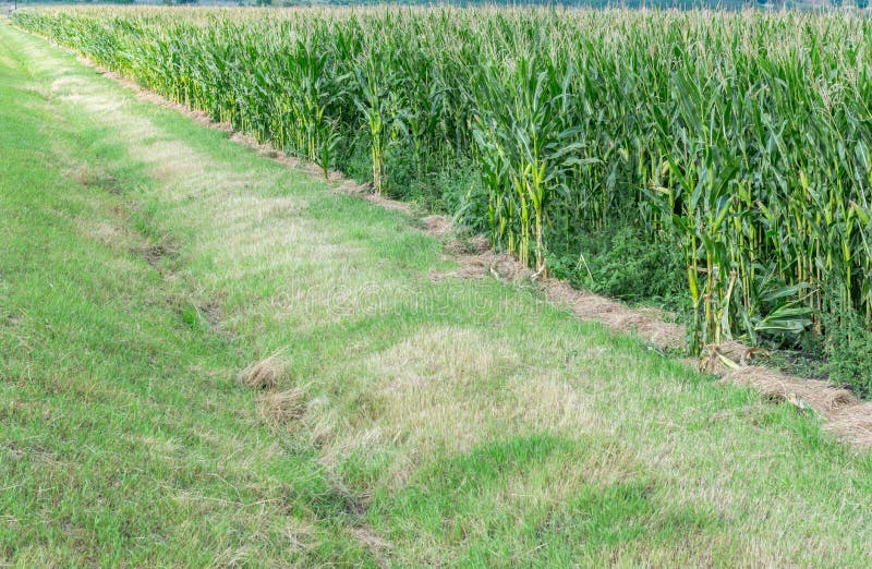 Ditch with grass stock photo. Image of plant, pond, nature - 54962860