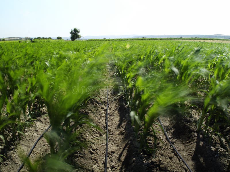 Corn Field and Irrigation System Stock Photo - Image of country, pipe ...
