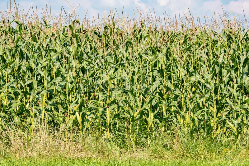 Corn Field Just before Harvest Stock Photo - Image of environment, land ...
