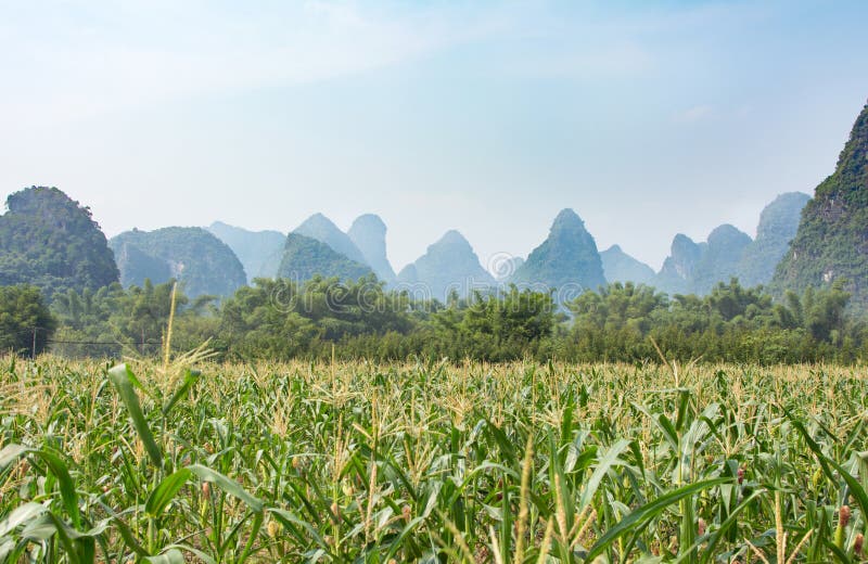 Corn Field in Karst Area of Guangxi Province China Stock Photo - Image ...