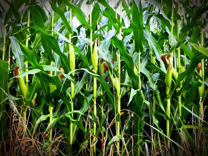 Wisconsin Corn Field stock photo. Image of knee, farmfield - 112712854