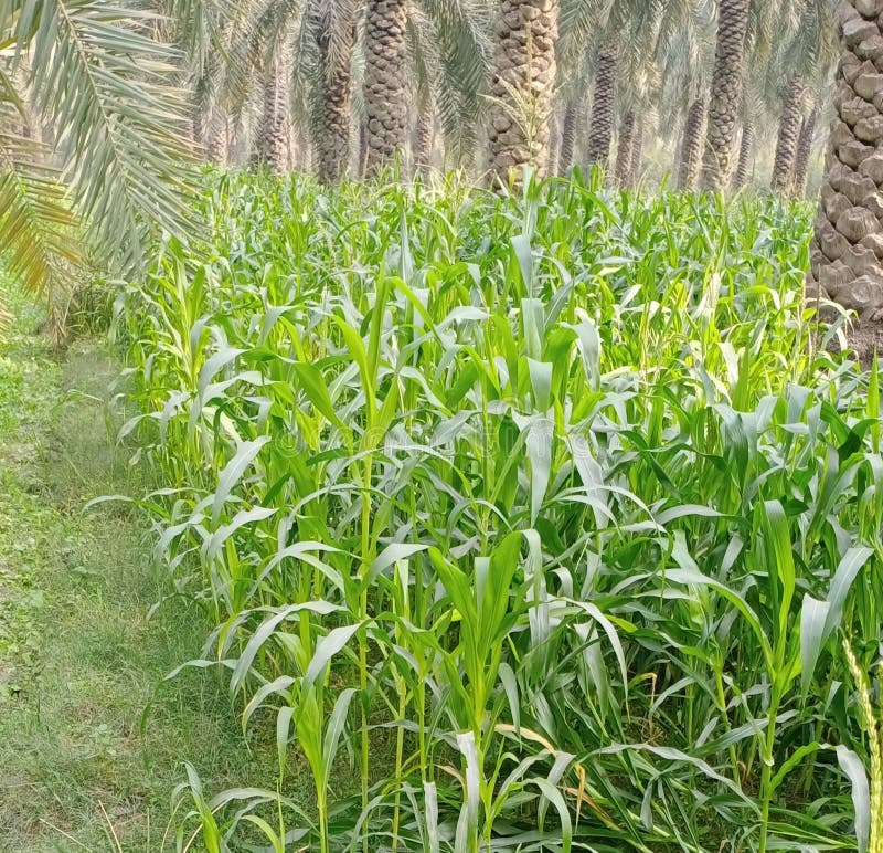 Pakistan food stock photo. Image of lunch, east, organic - 5090858