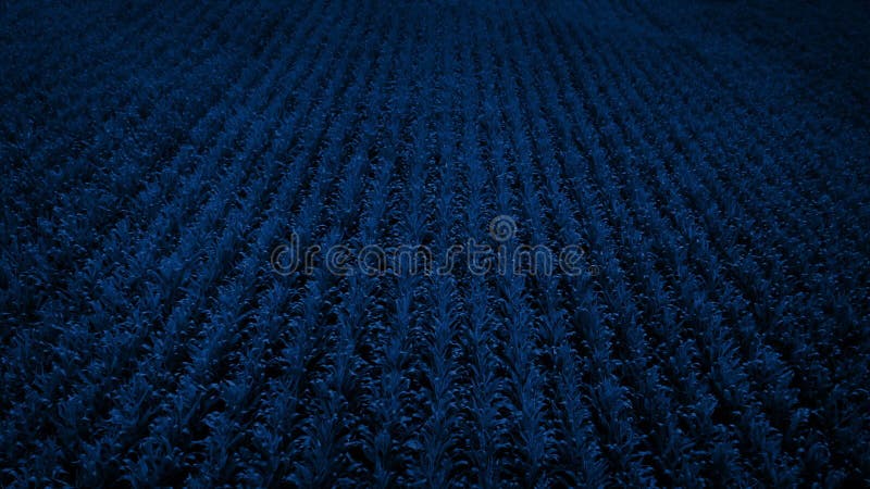 Corn Field Landscape Late at Night Stock Video - Video of corn, wheat ...