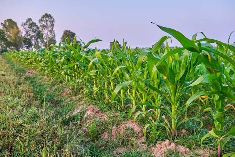 Corn Field Landscape Outdoor in the Morning Stock Image - Image of corn ...