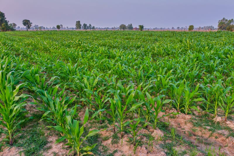 Corn Field Landscape Outdoor in the Morning Stock Image - Image of ...