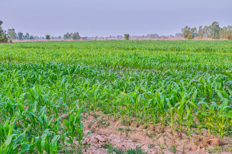 Corn Field Landscape Outdoor in the Morning Stock Photo - Image of diet ...