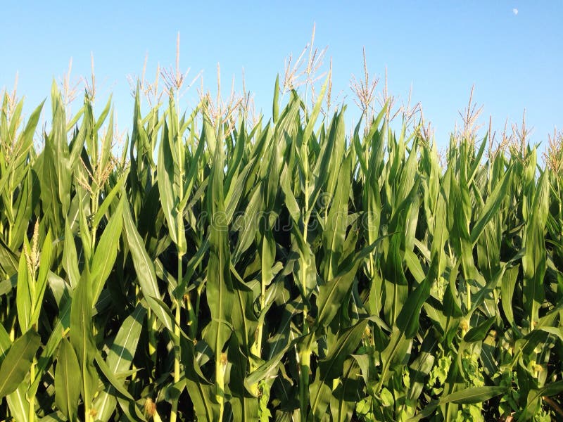 Corn field stock image. Image of natural, nature, farmland - 44541681