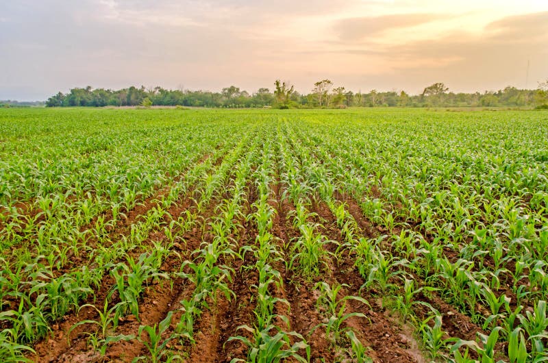 Corn field stock image. Image of beautiful, sunrise, crop - 93461089