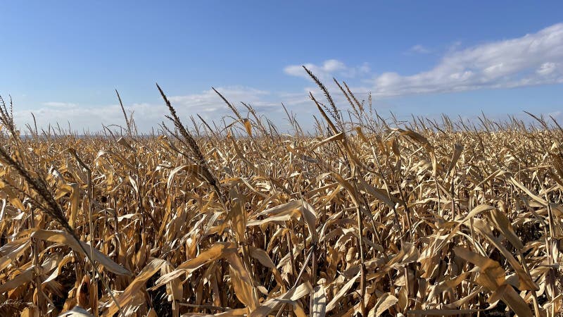 Corn Field stock image. Image of grain, field, fresh - 235149011