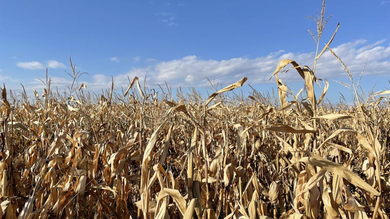 Corn Field stock photo. Image of closeup, cereal, healthy - 235149038