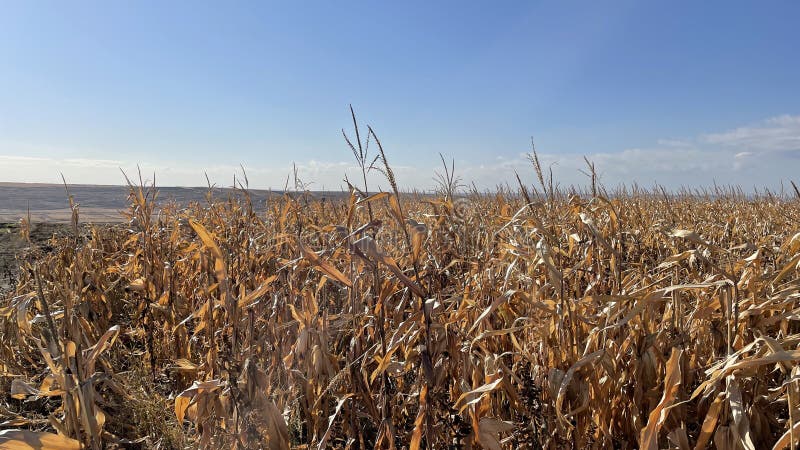 Corn Field stock photo. Image of chicken, cereal, agriculture - 235149056