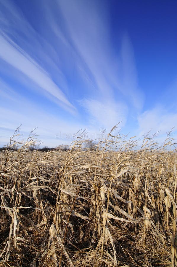 Corn field at late autumn stock image. Image of stalks - 54406227