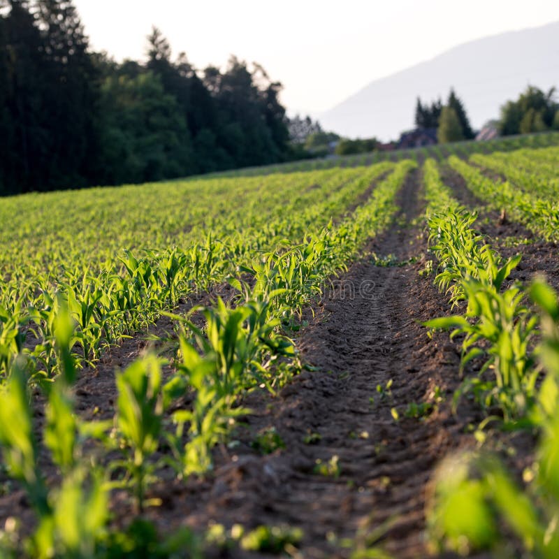 Corn field in late spring stock image. Image of nature - 41568203