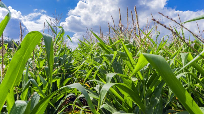 Corn Field in Late Summer Against a Cloudy Sky in a Horizontal Plane ...
