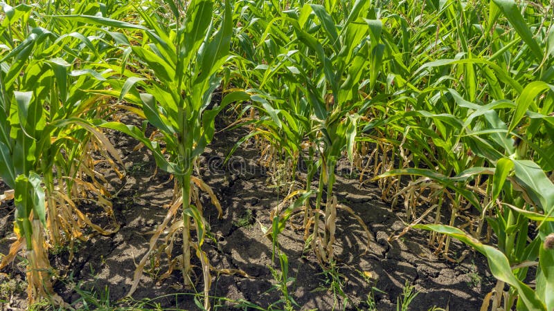 Corn Field in Late Summer in a Horizontal Plane Stock Photo - Image of ...