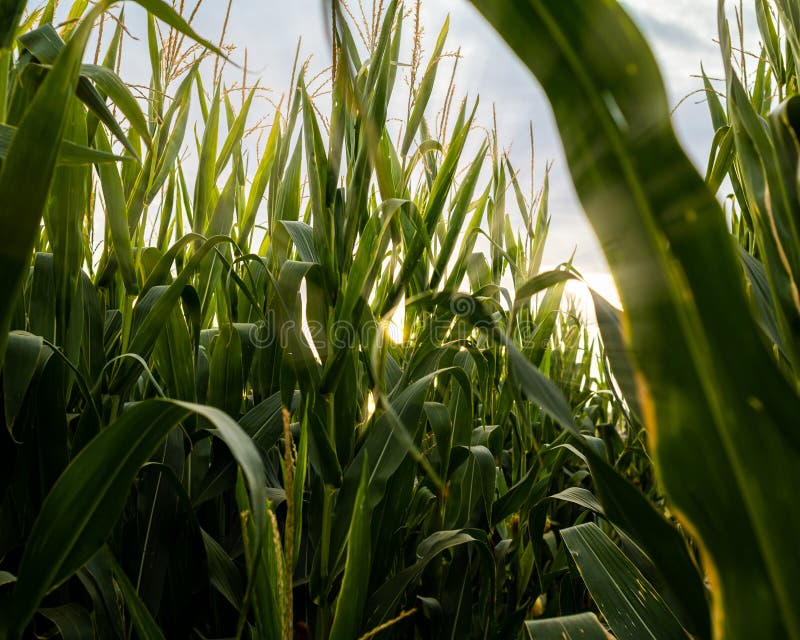 Corn Field Light Rays stock image. Image of rays, food - 203634061