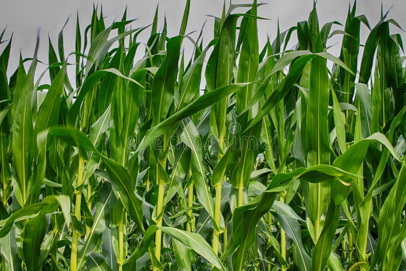 Corn Field stock image. Image of grain, farming, background - 57182533