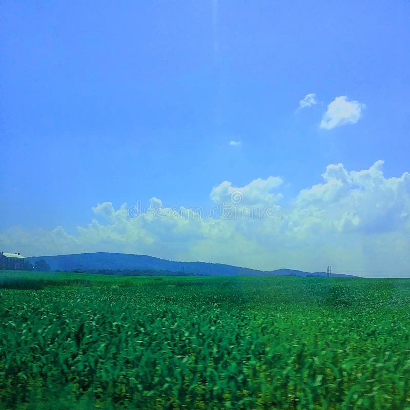 Corn field stock photo. Image of quality, field, nice - 125912638