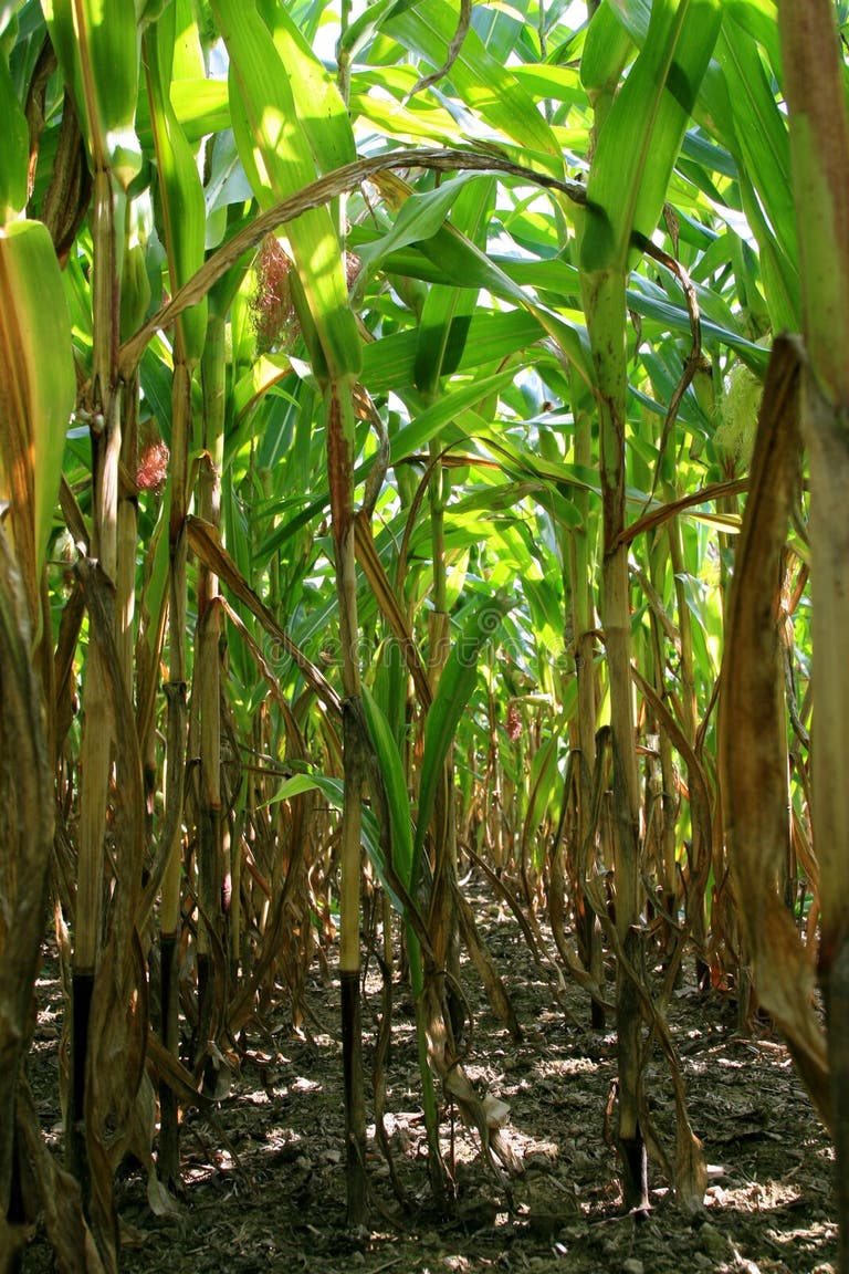 1,281 Cornfield Popcorn Logo Stock Photos - Free & Royalty-Free Stock ...