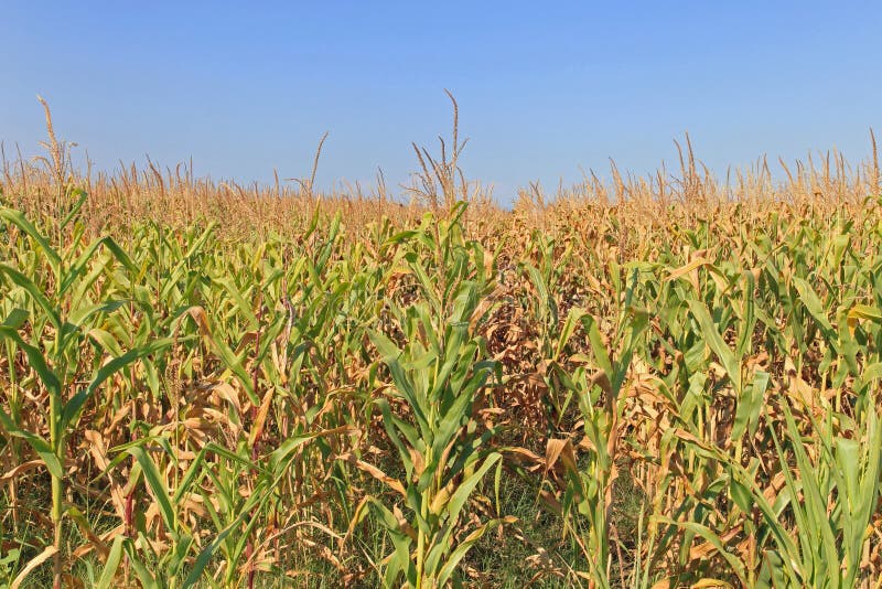 Corn Field stock photo. Image of outdoor, crops, nature - 189714690
