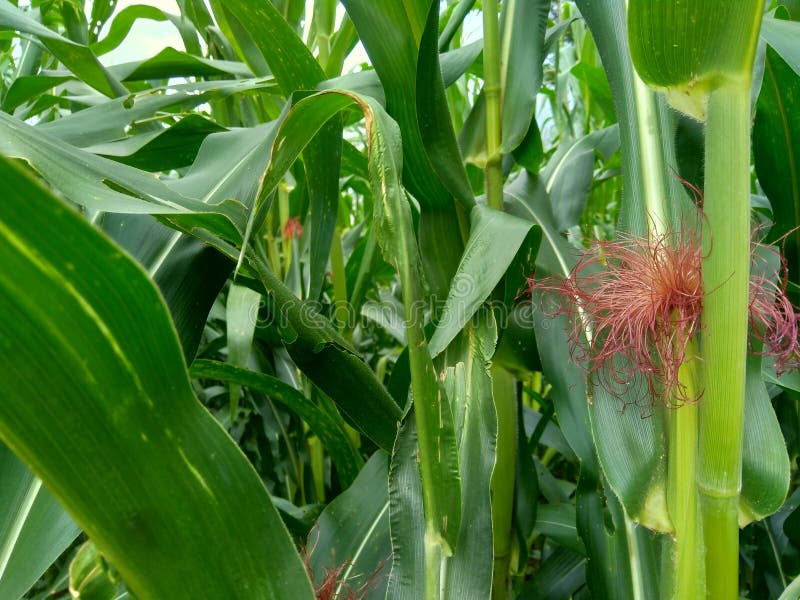 Corn Field Maize, Zea Mays Ssp. Mays in Garden Stock Image - Image of ...