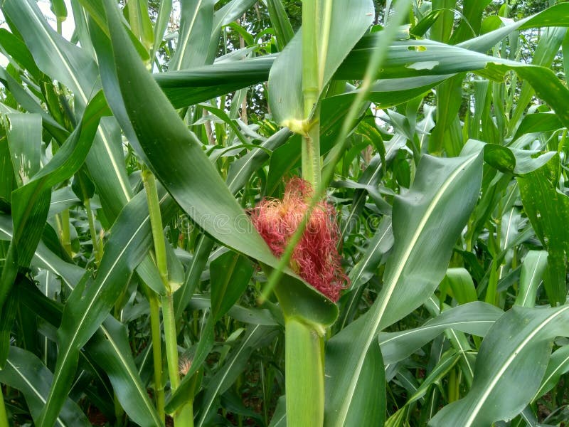 Corn Field Maize, Zea Mays Ssp. Mays in Garden Stock Image - Image of ...