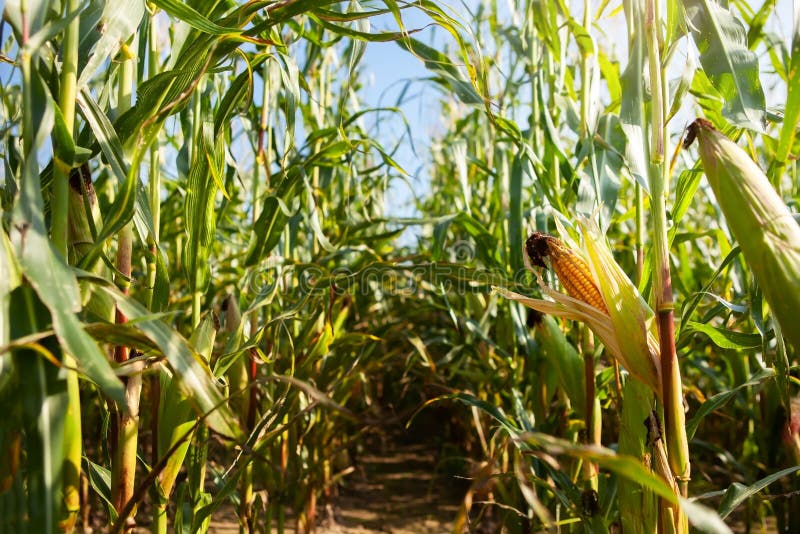 Corn Field, with Mature Corn, Ready for Harvest. Stock Photo - Image of ...