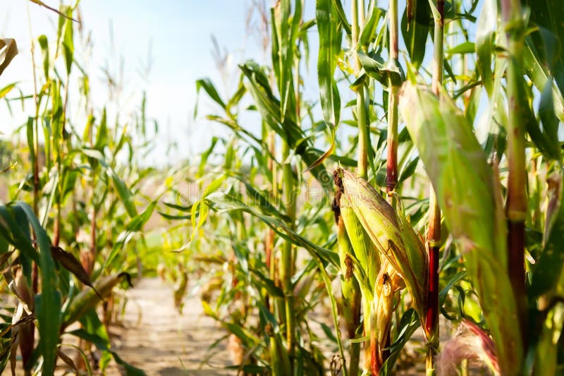 Corn Field, with Mature Corn, Ready for Harvest. Stock Photo - Image of ...