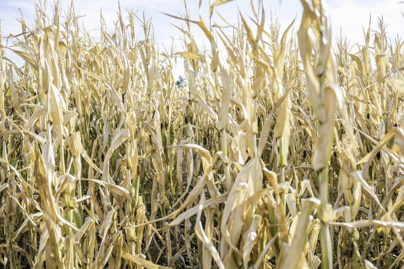 Corn Field Maze Fall Autumn Halloween Thanksgiving Stock Photo - Image ...