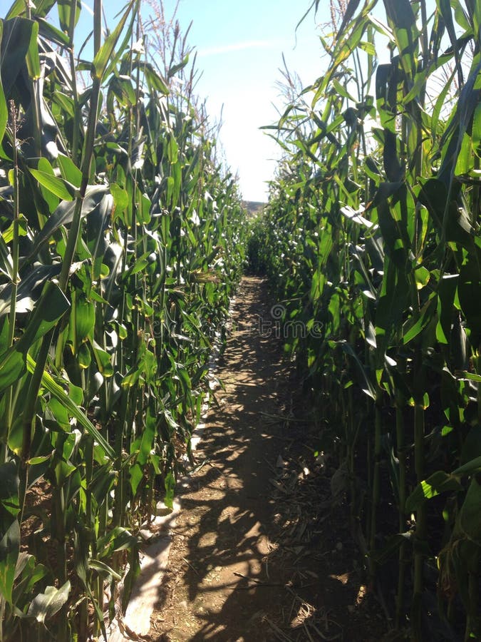Corn field maze stock photo. Image of path, maze, field - 45065648