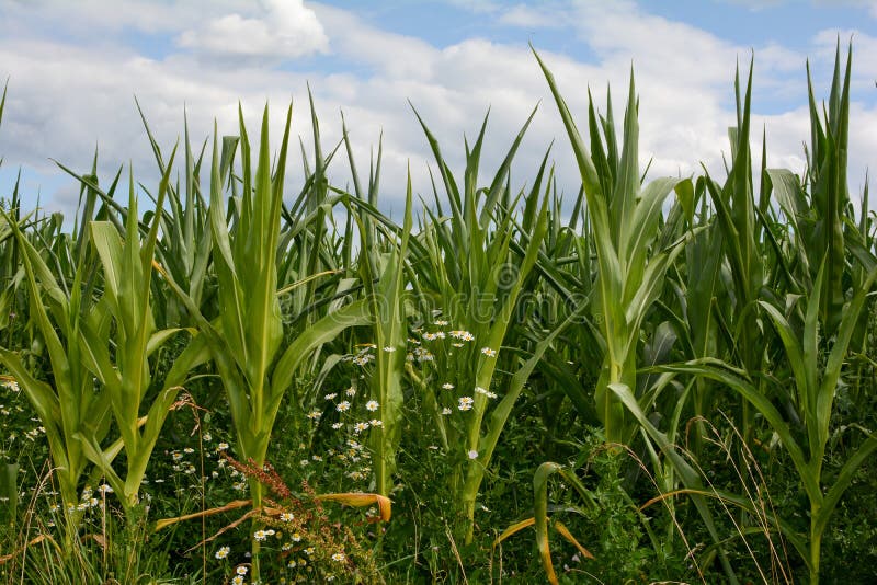 Corn Field with Meadow Flowers and Blue Sky Stock Photo - Image of ...